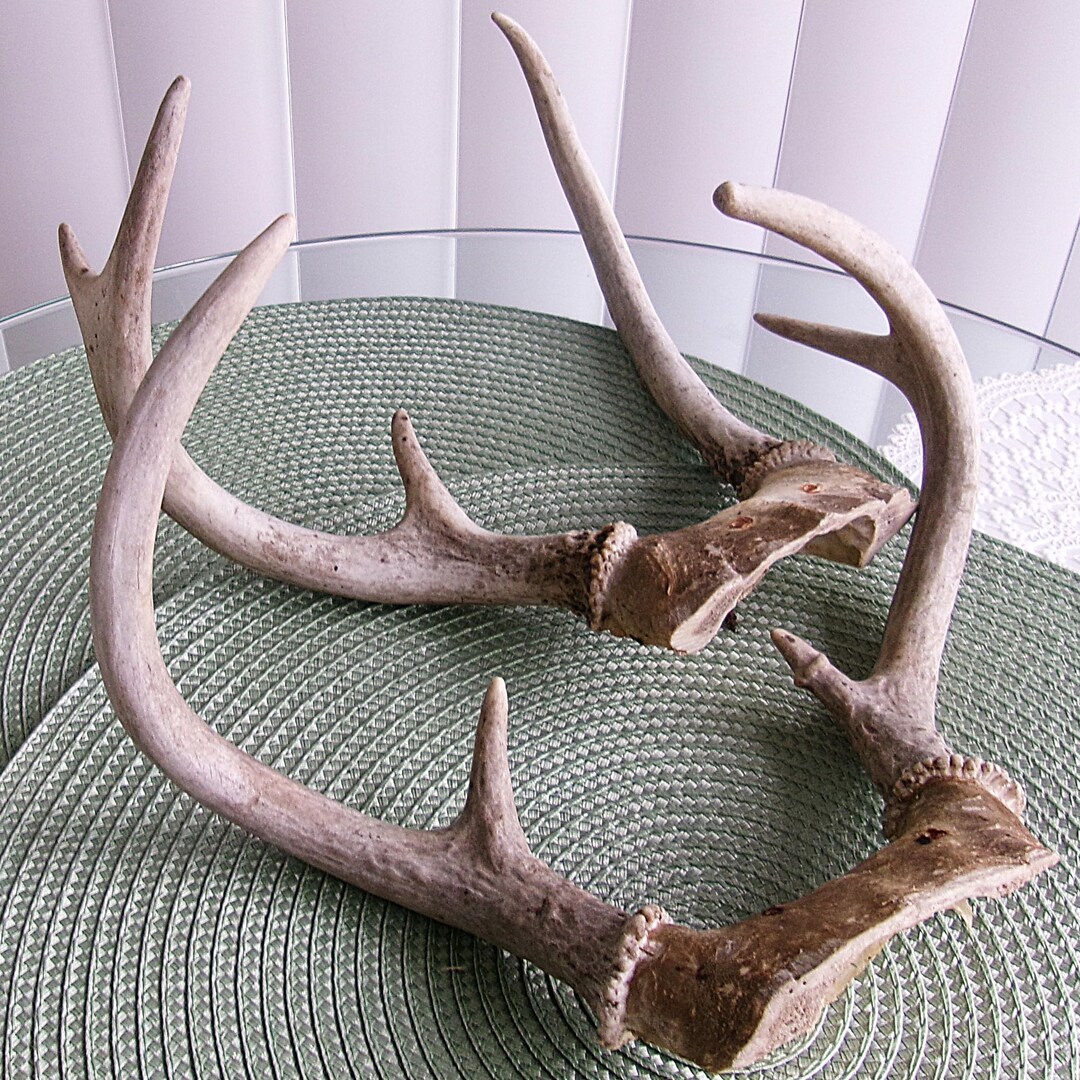 Whitetail Deer Horns, Racks, Set of Two, 6 Point & 4 Point - Etsy