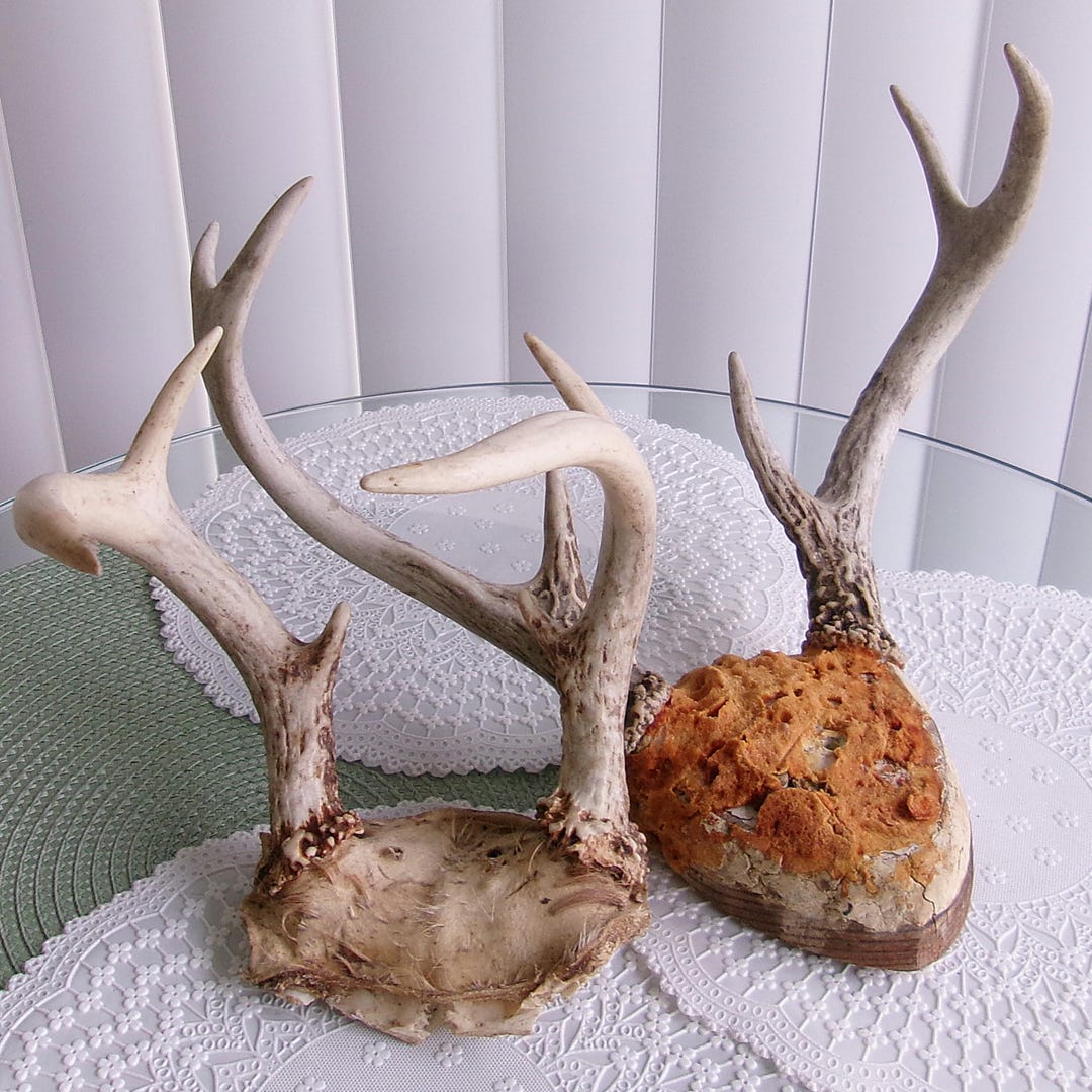 Whitetail Deer Horns, Racks, Set of Two, 6 Point - Etsy