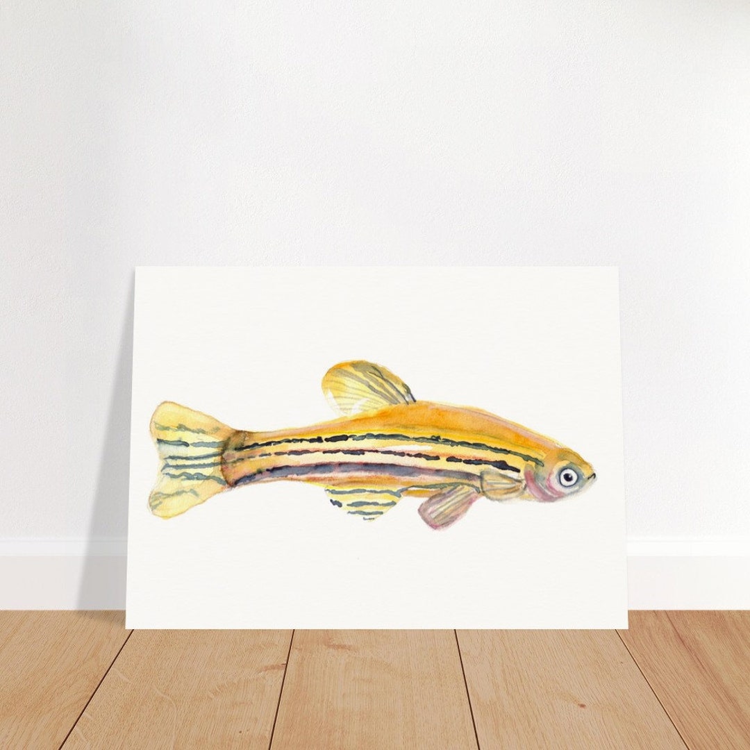 Zebrafish Watercolor Print Science Art Print Wall Decor for Scientists ...