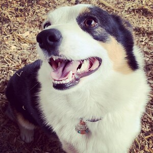 Custom Turquoise Dog Tag, Dog ID, Dog Identification, Bronze & Silver ...