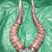 Huge horns lightweight XL costume horns faux Impala | Etsy
