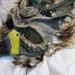 Gryphon Mask, Masquerade Ball, Griffon Mask, Larp, Ren Faire Mask ...
