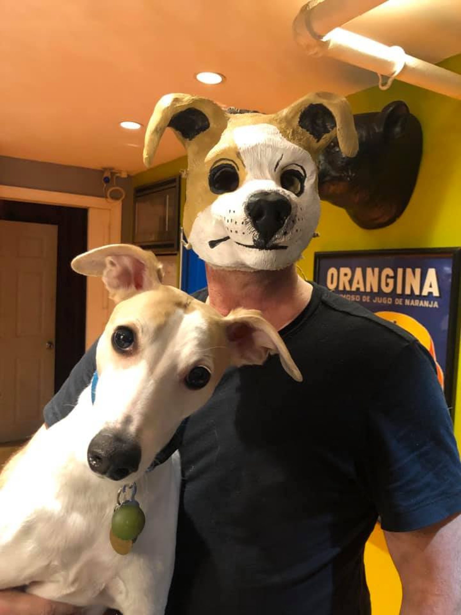Whippet Dog Costume Mask, Animal Art, Custom Painted Pet Mask - Etsy