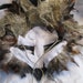 Gryphon Mask, Masquerade Ball, Griffon Mask, Larp, Ren Faire Mask ...