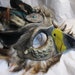 Gryphon Mask, Masquerade Ball, Griffon Mask, Larp, Ren Faire Mask ...