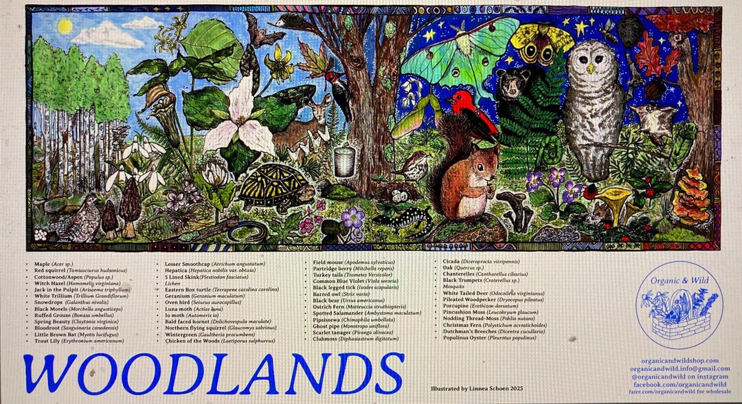 Woodlands Poster | Nature Midwest Michigan Ecosystem Illustration - Etsy