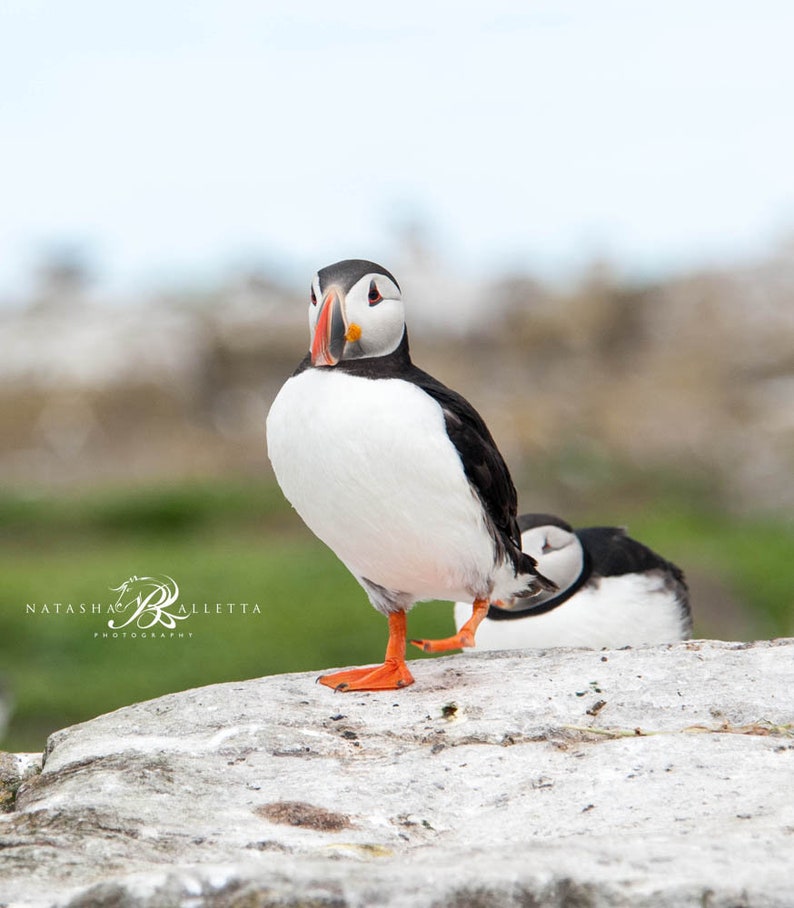 Puffin Photography Print Nursery Wall Decor Bird - Etsy