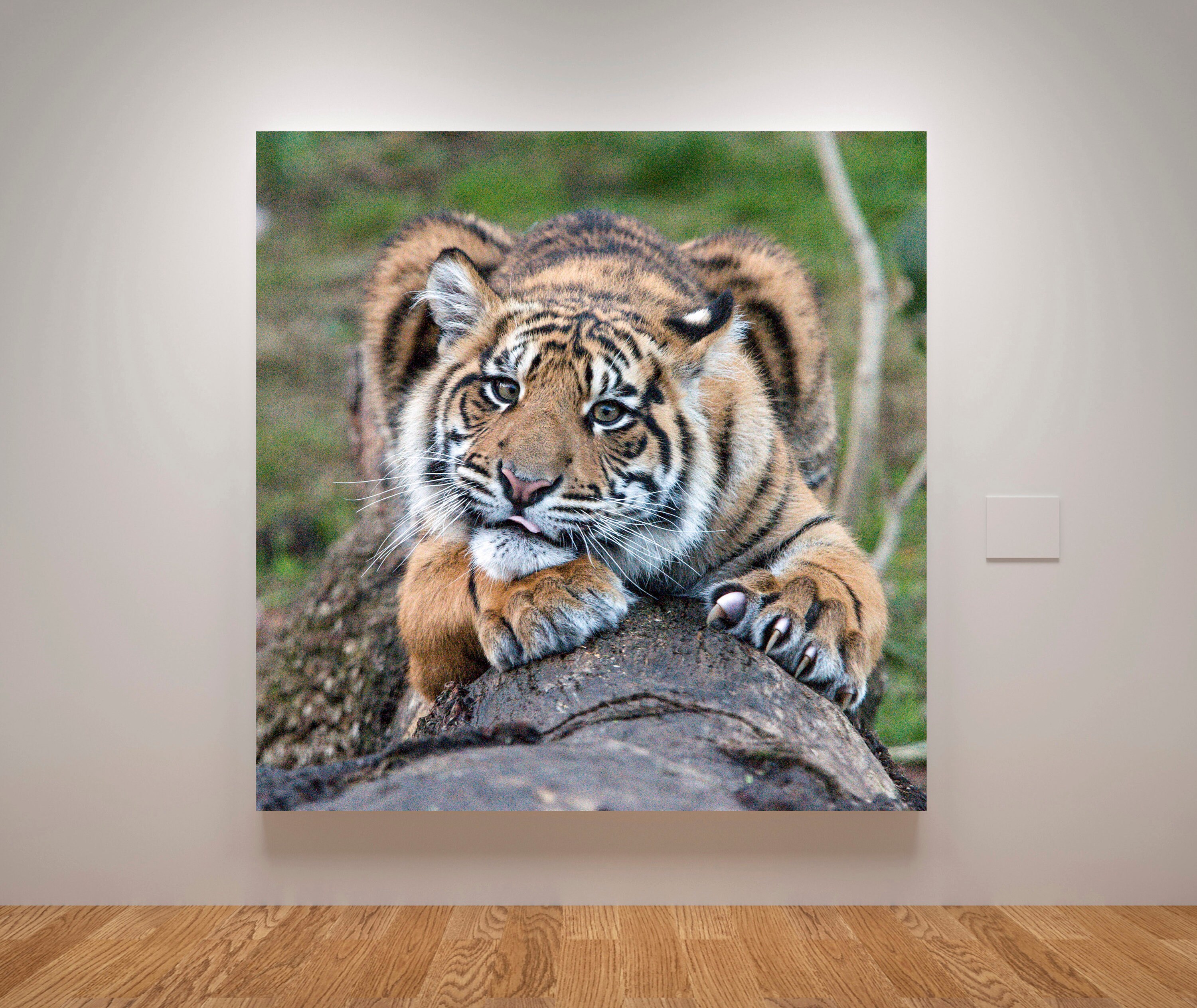 We Bought A Zoo Tiger Poster