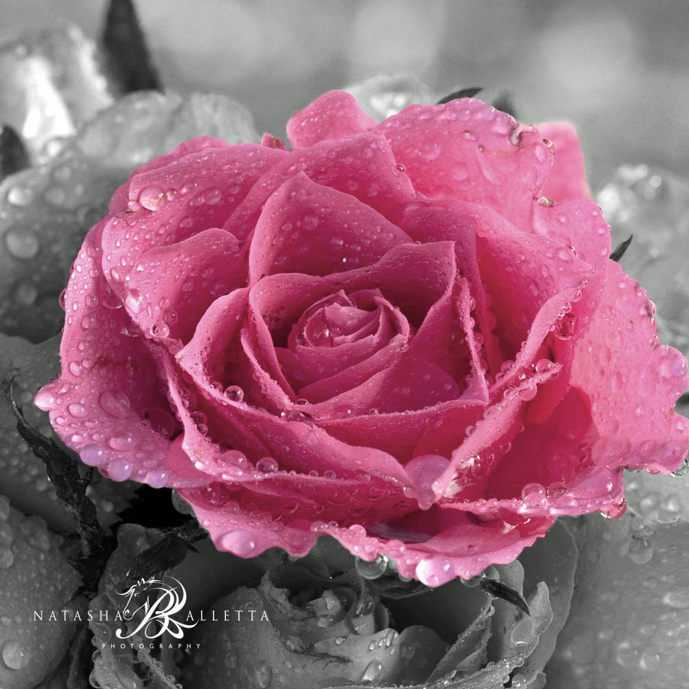 Printable Pink Rose , Floral Digital Download, Floral Printable Wall ...