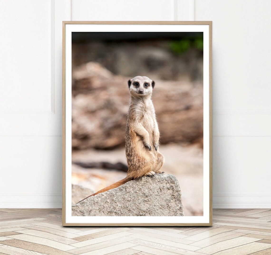 Meerkat Photography Print, Meerkat Nursery Wall Art, Meerkat Photo ...