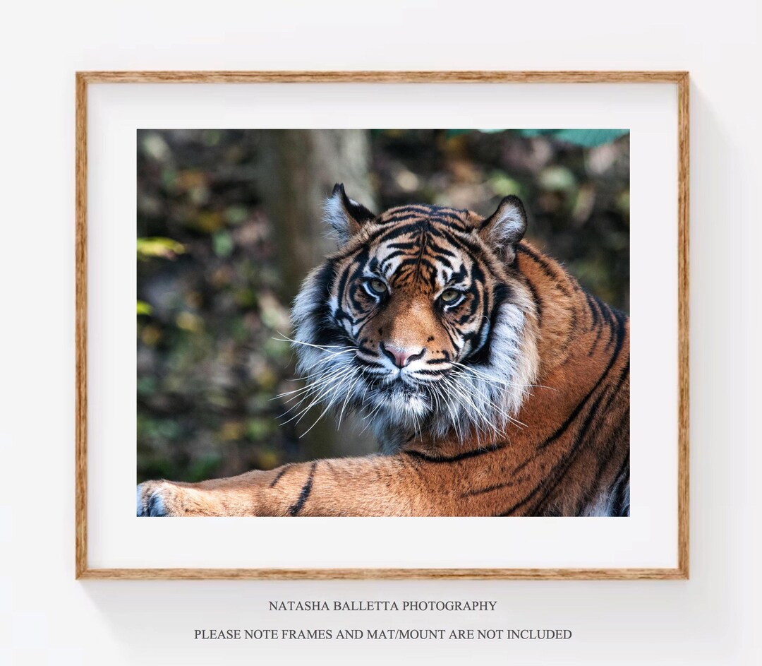 Tiger Headshot Photography Print, Original Large Fine Art Tiger Prints ...