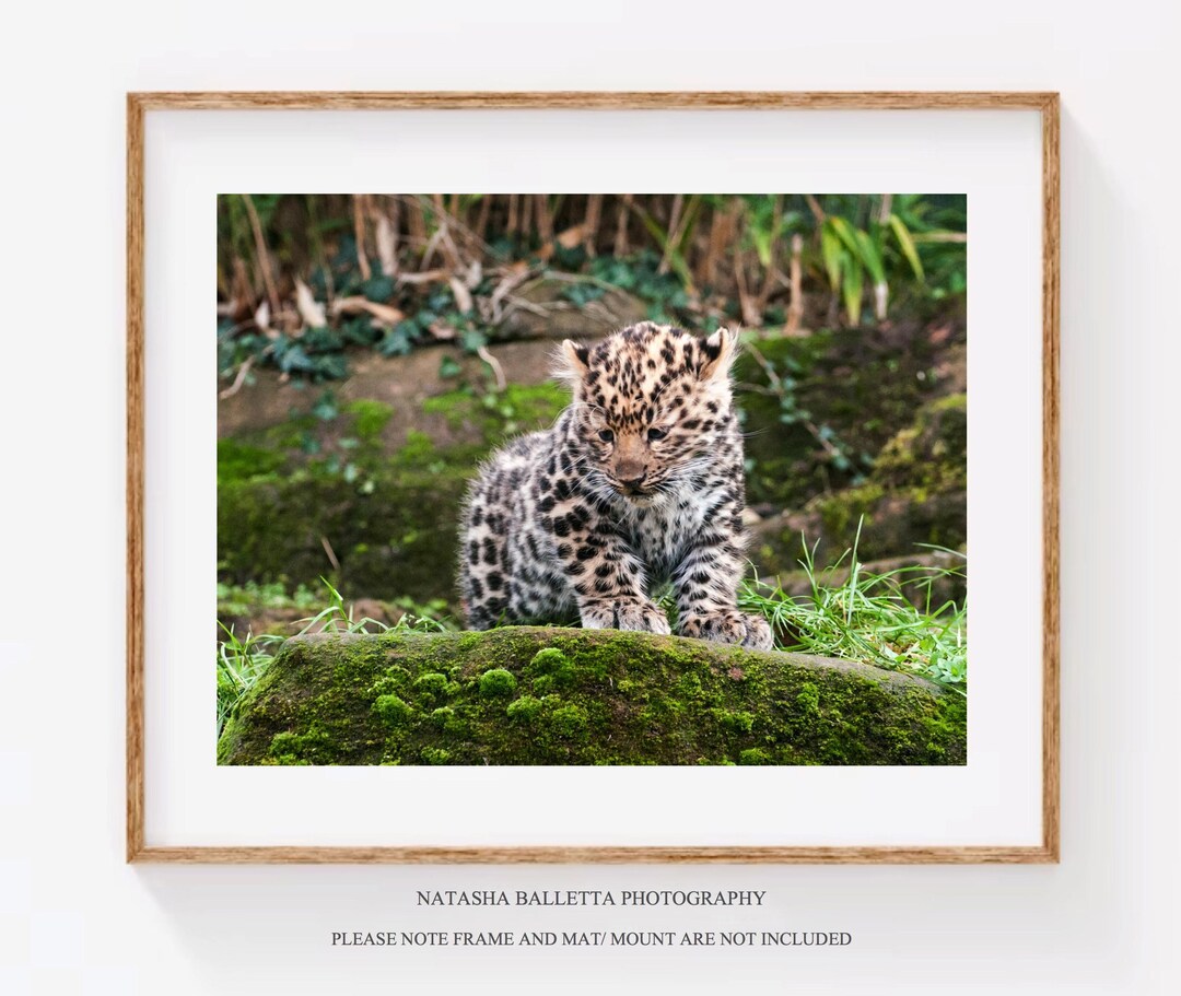 Leopard Cub Photography Print, Baby Animal Photo Kids Room, Children's ...