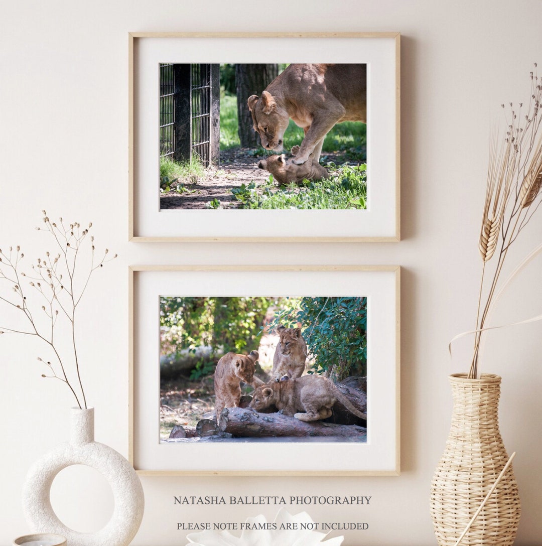 Lion Cub Photography Print Set of 2, Wildlife Nursery Art Set, Original ...