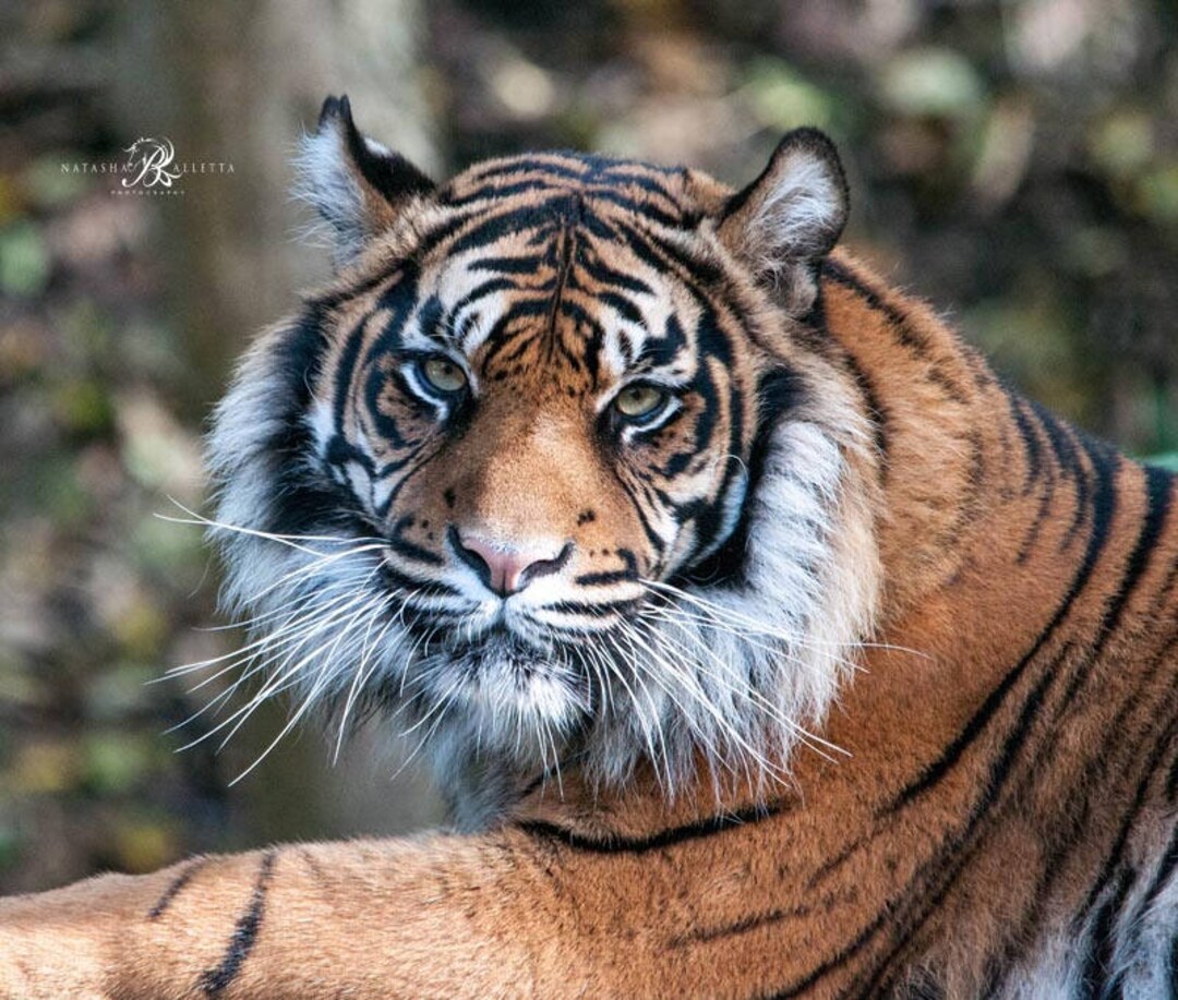 Tiger Headshot Photography Print, Large Fine Art Tiger Prints, Kids ...