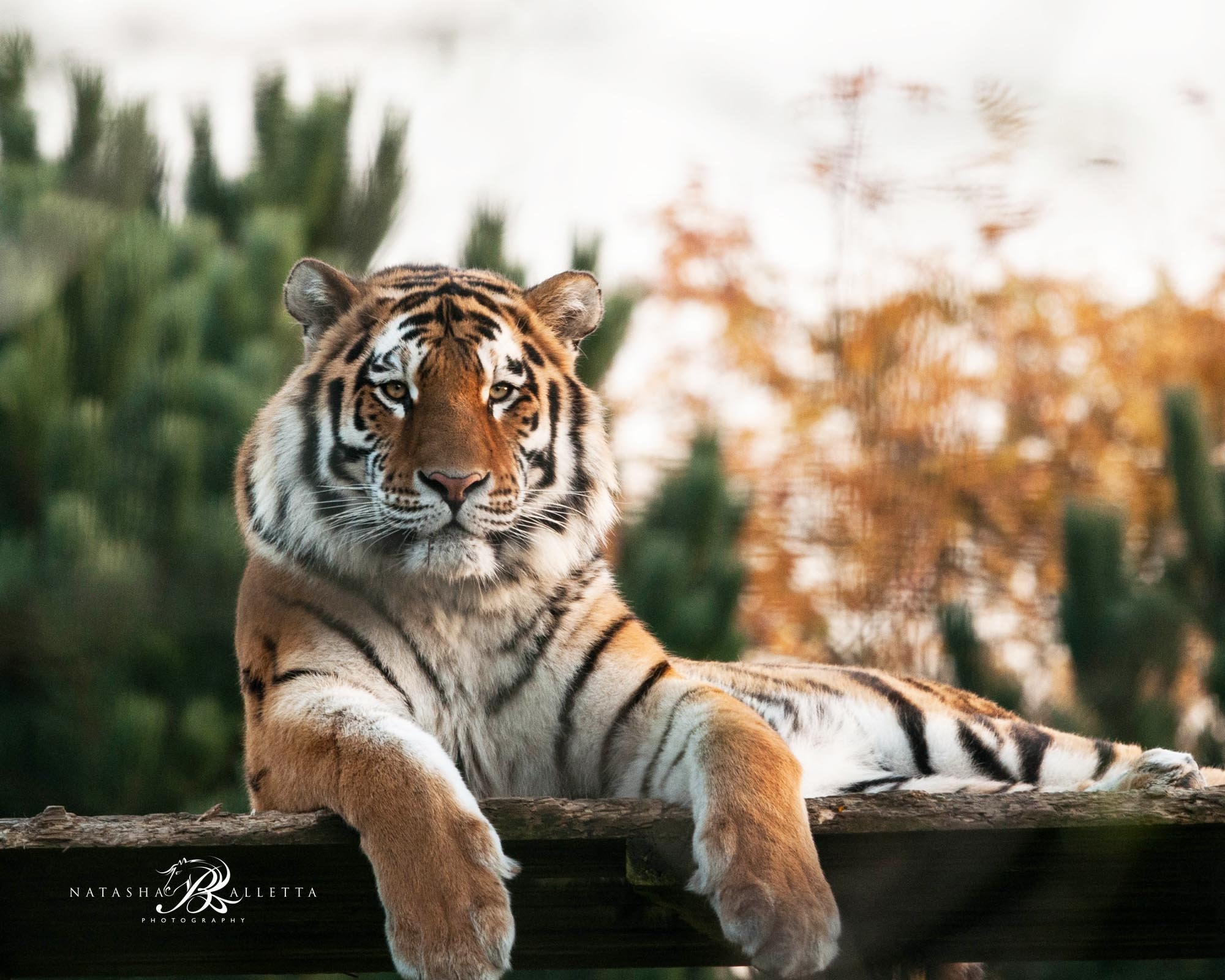 Tiger Photography Prints, Wildife Photography Wall Decor, Big Cat Photo ...