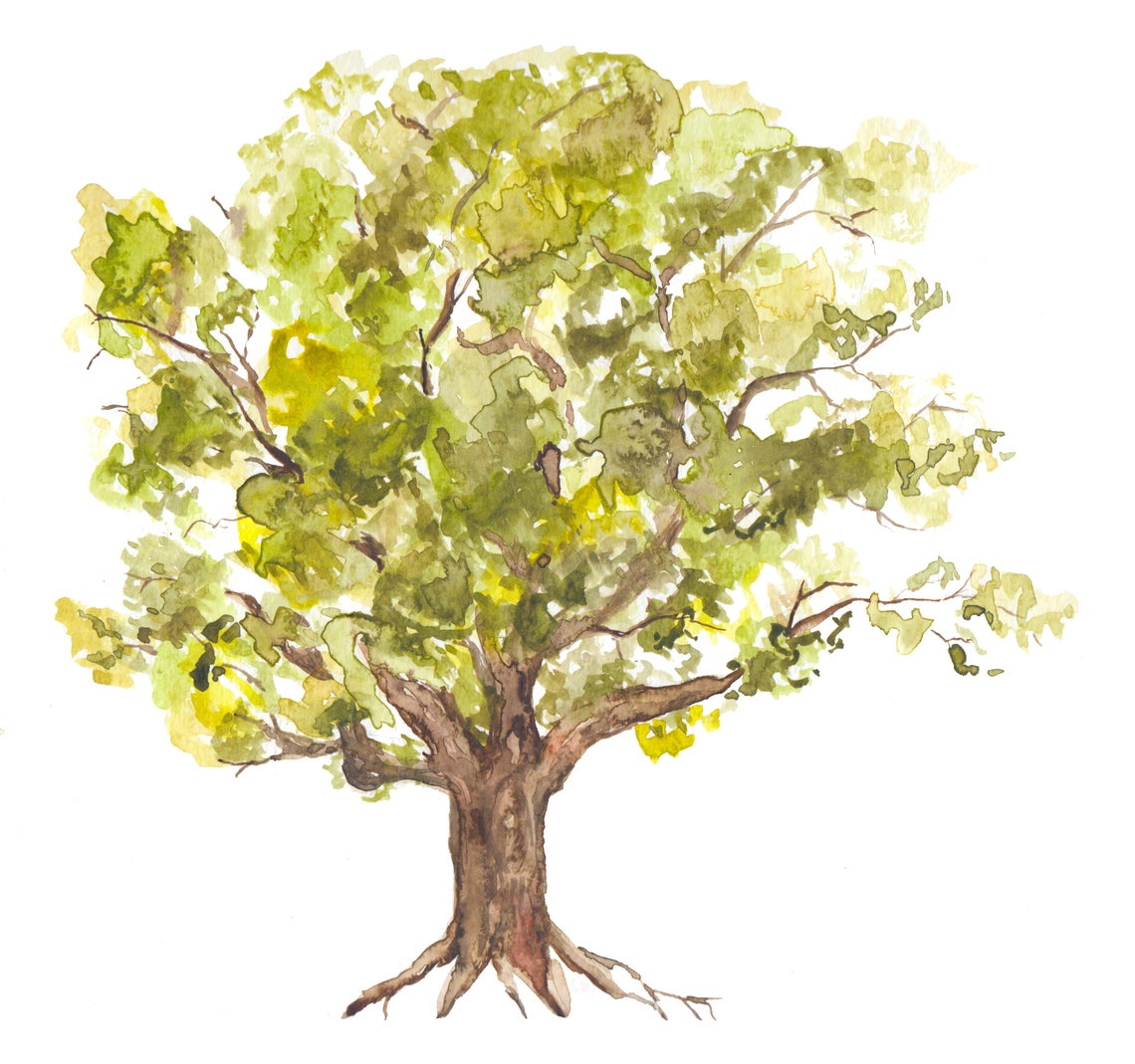 The Mighty Oak Tree Watercolor Painting Art Print American - Etsy