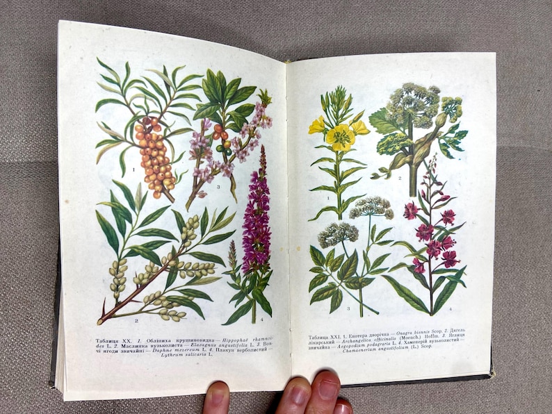 Vintage Ukrainian Herbalist Book – Soviet Botanical Illustrations - Etsy UK