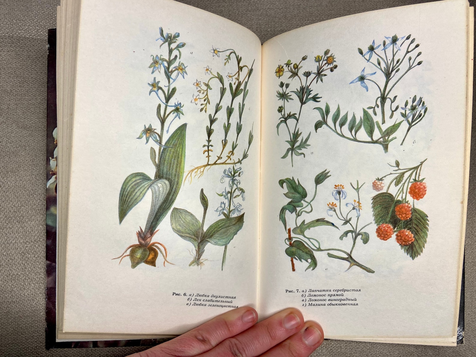 Vintage Botanical Illustrated Book Old Phytotherapy Guide - Etsy