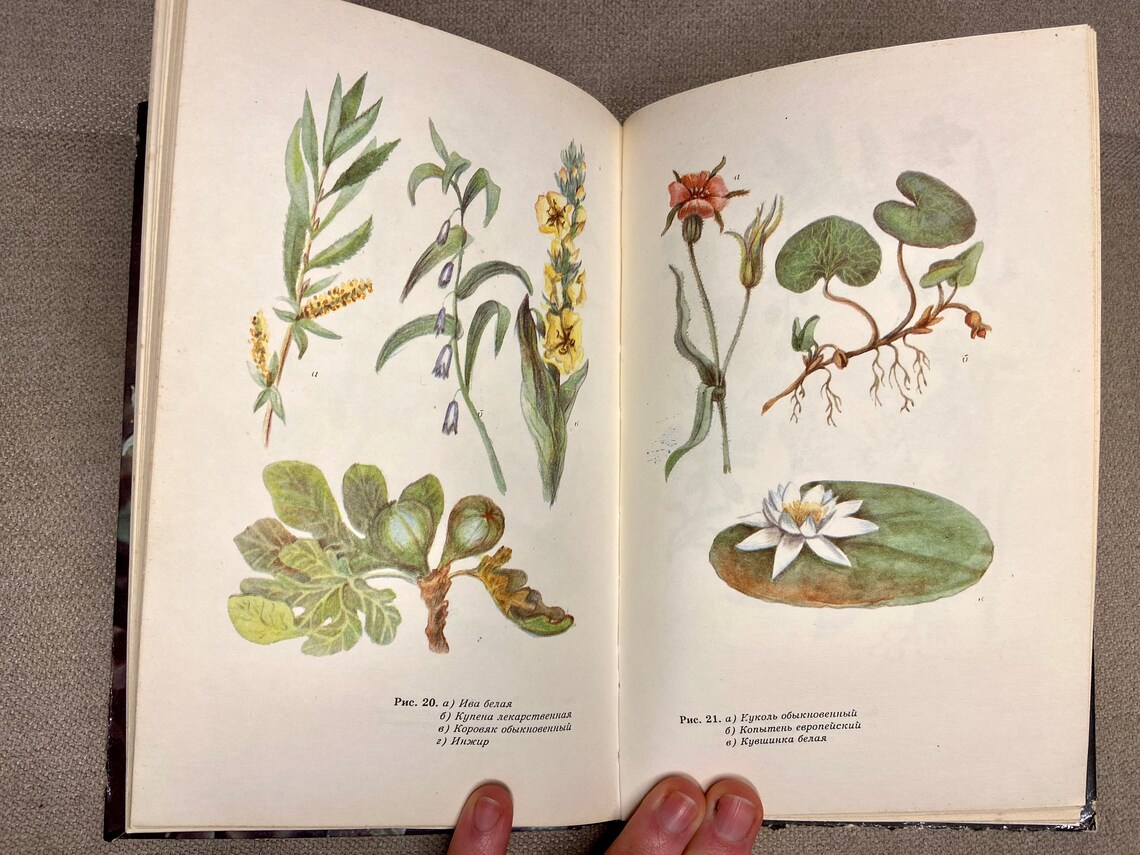 Vintage Botanical Illustrated Book, Old Phytotherapy Guide, Ukrainian ...