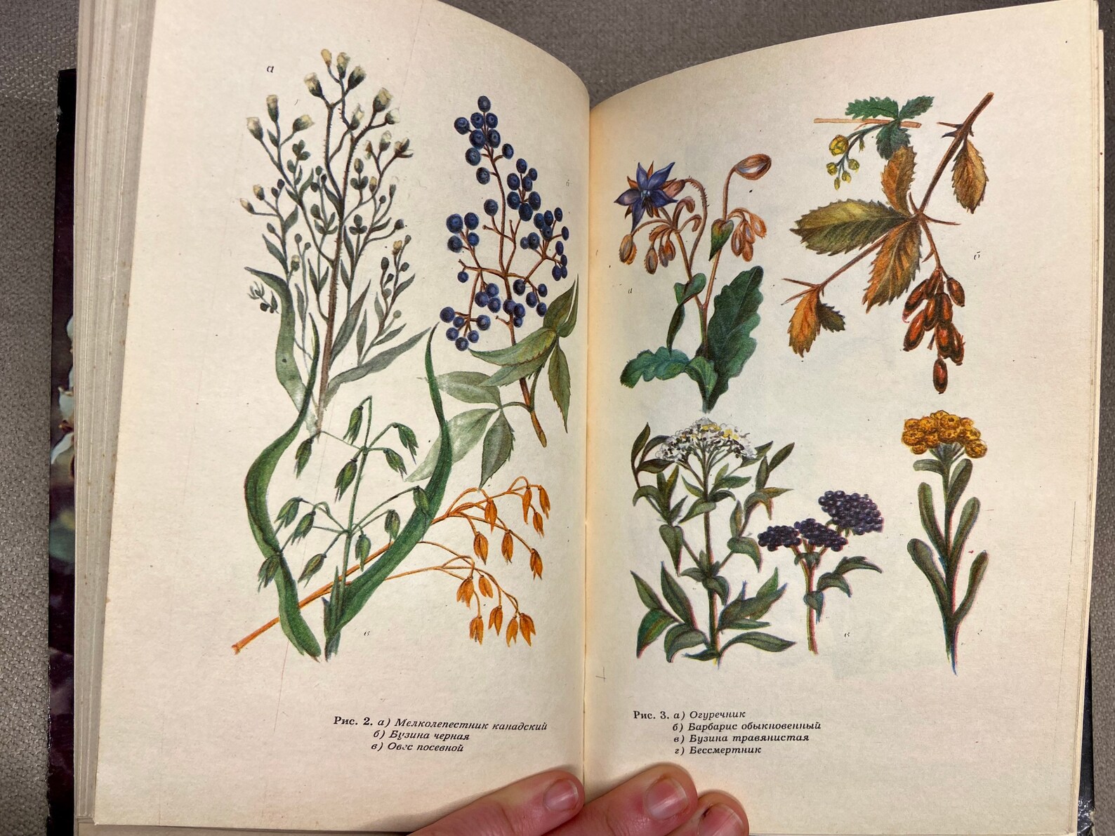 Vintage Botanical Illustrated Book Old Phytotherapy Guide - Etsy