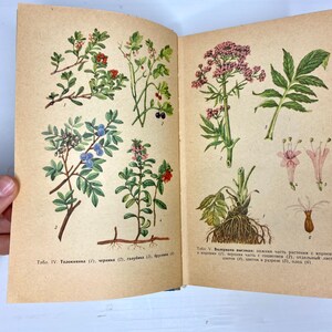 Vintage Botanical Illustrated Book Old Phytotherapy Guide - Etsy