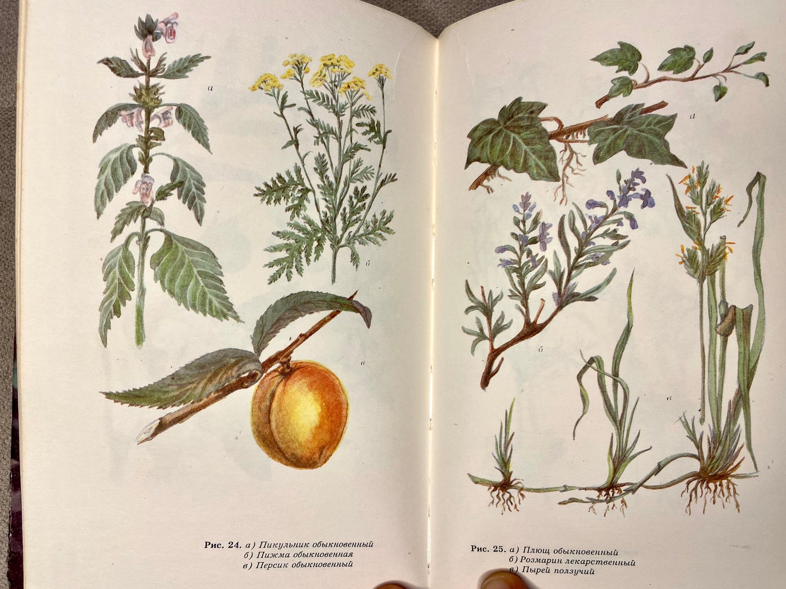 Vintage Botanical Illustrated Book Old Phytotherapy Guide - Etsy