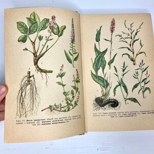 Vintage Botanical Illustrated Book Old Phytotherapy Guide - Etsy