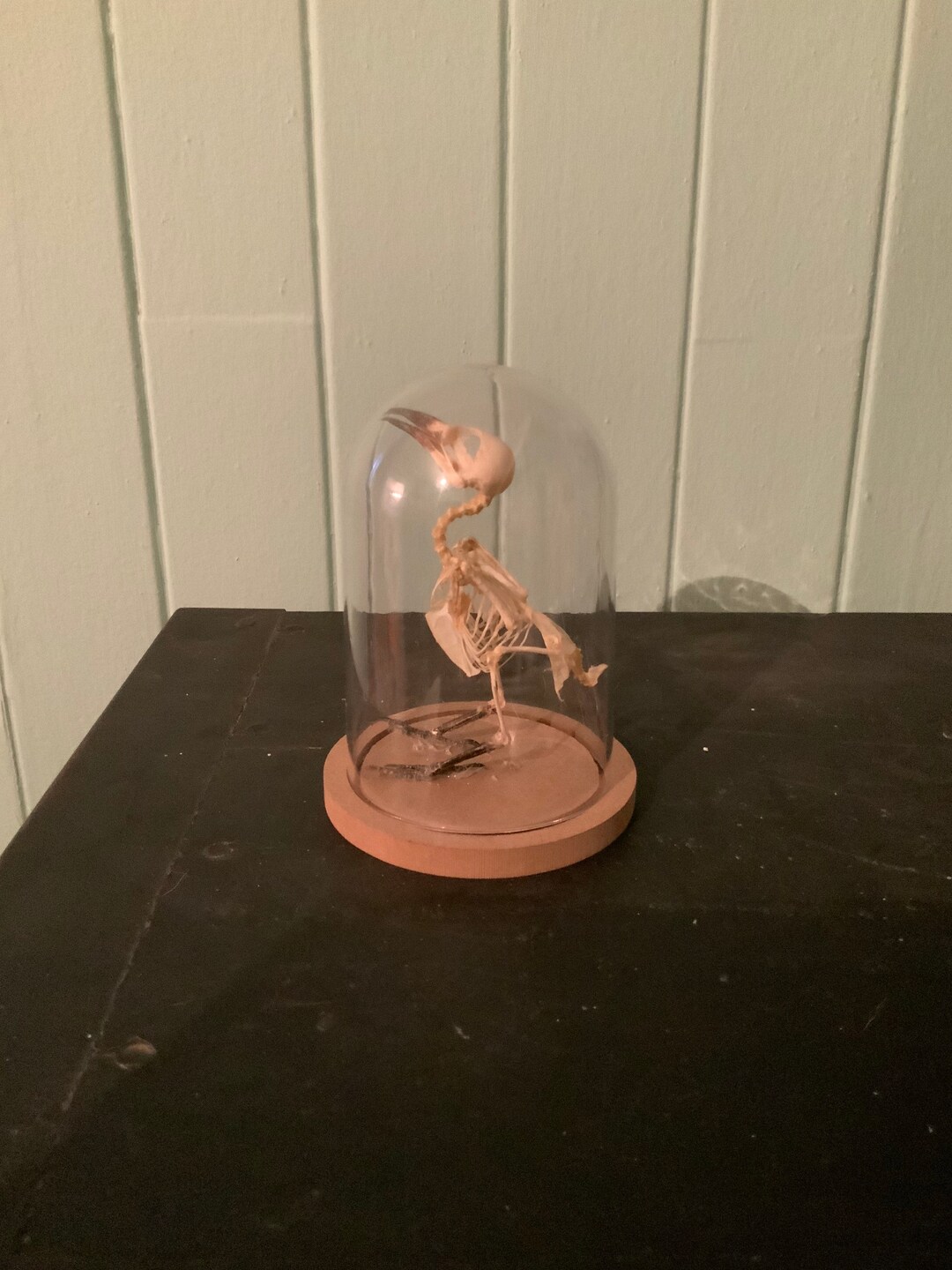 Real Bird Skeleton in a Dome - Etsy Canada
