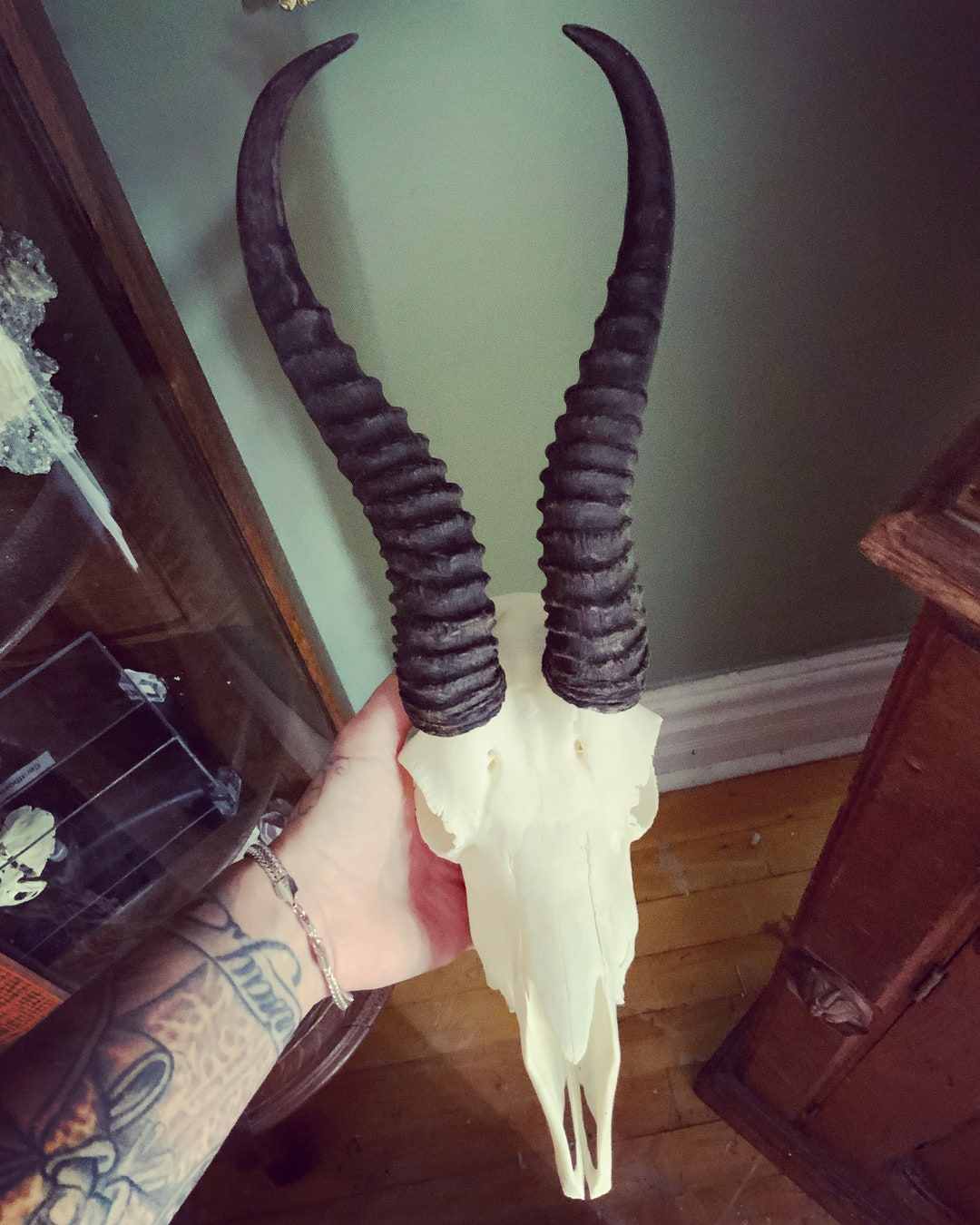 Real Springbok Antilope Skull - Etsy