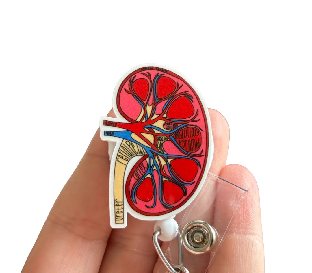 Kidney Badge Reel Kidney Anatomy Badge Reel Nurse Badge Reel Badge Clip ...