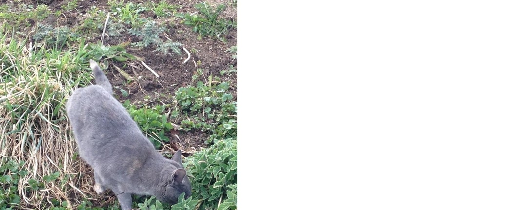 300 Stems Dried Catnip 4 to 10in. Harvest Your Own Fresh Catnip. DIY ...