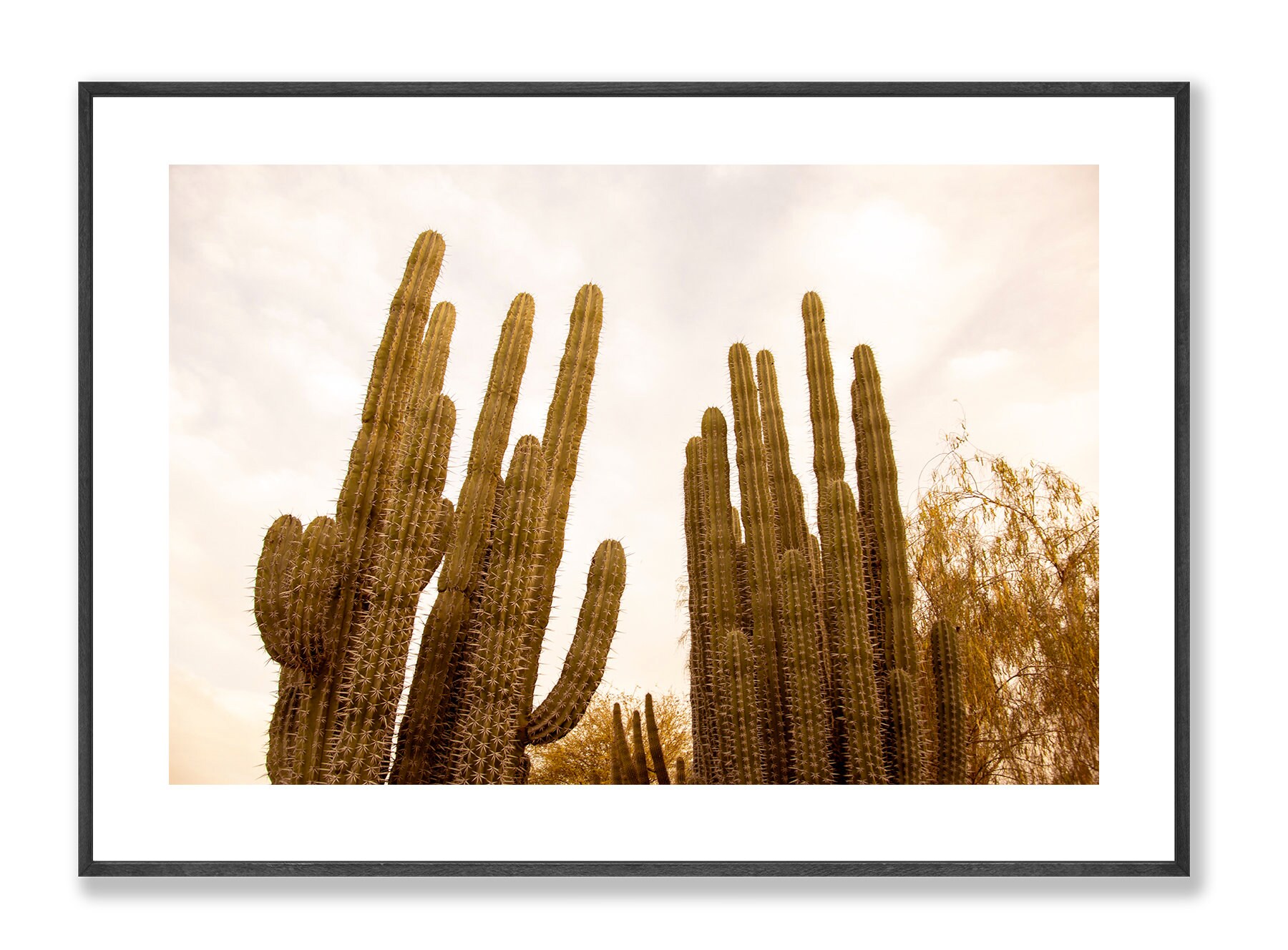 Cactus Saguaro Desert Arizona Color Download Digital Image File Pic ...
