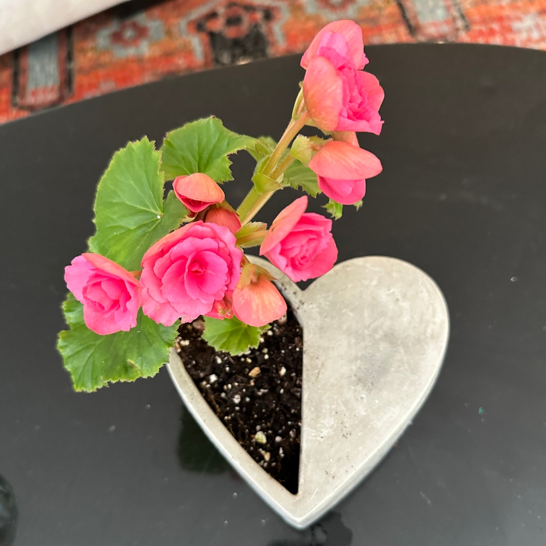 Heart Shaped Planters Heart Flower Pot Succulent Planter Pot With ...