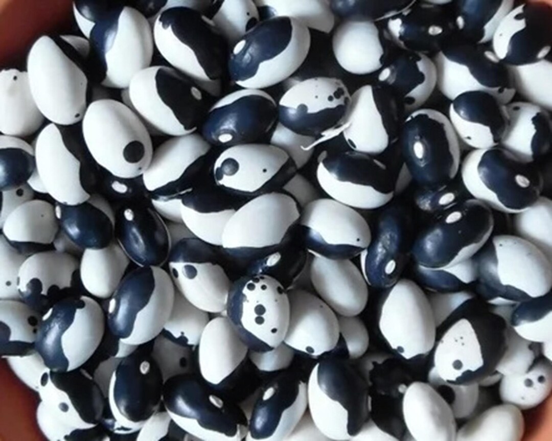 Heirloom Organic Orca Bean Seeds, 50 Yin Yang Panda Bush Beans, Prepper ...