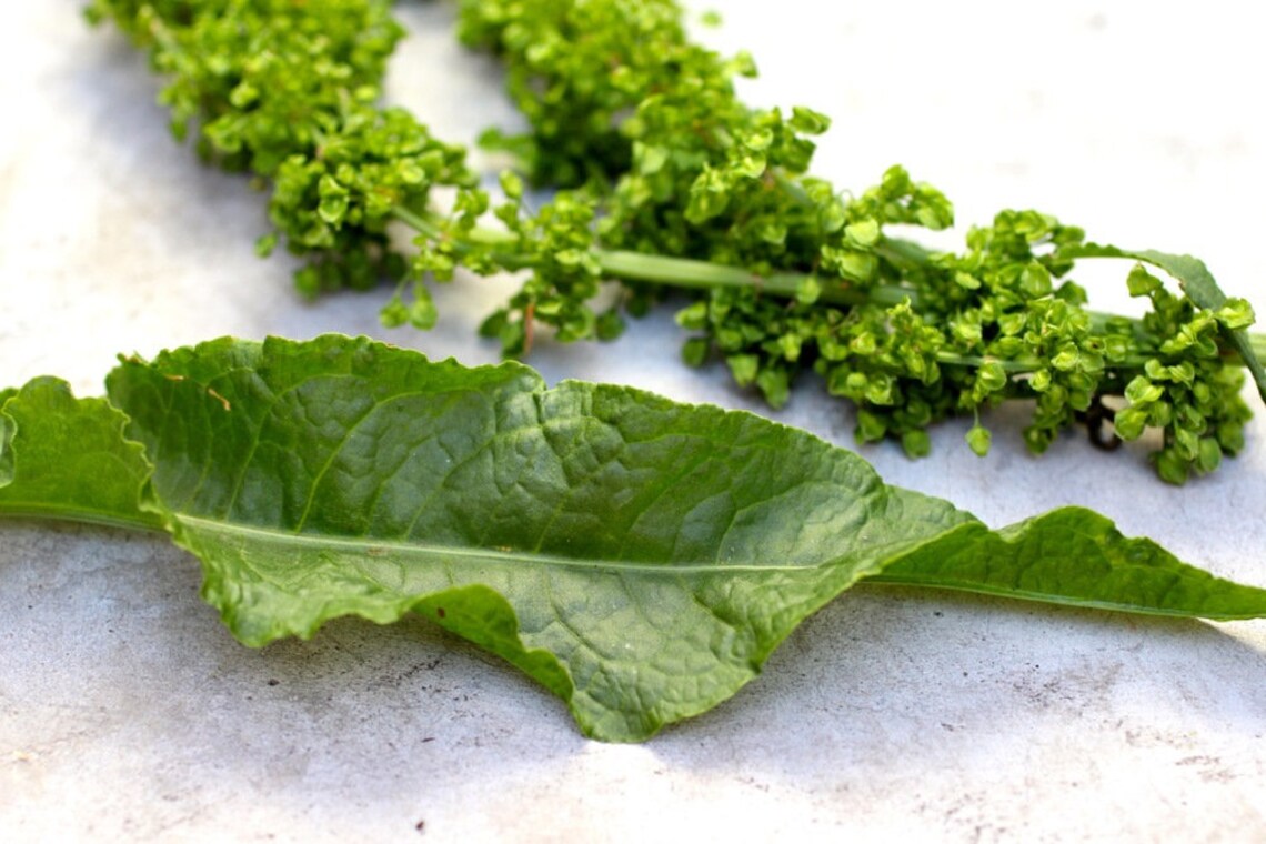 100 Organic Dock Seeds Bulk Seeds Vegatable Garden Seed | Etsy