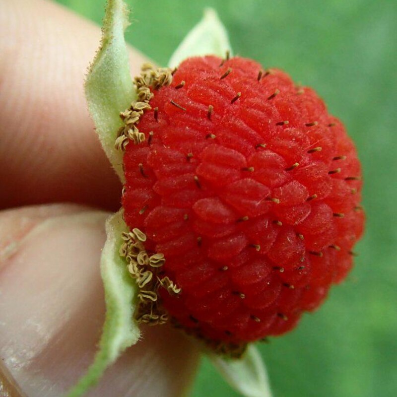 Dare2beUNIQUE - Etsy