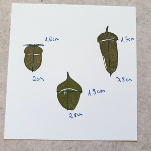 Acorn Rubber Stamp Set of 3, Fall Stamp Set for Cardmaking, Autumn ...