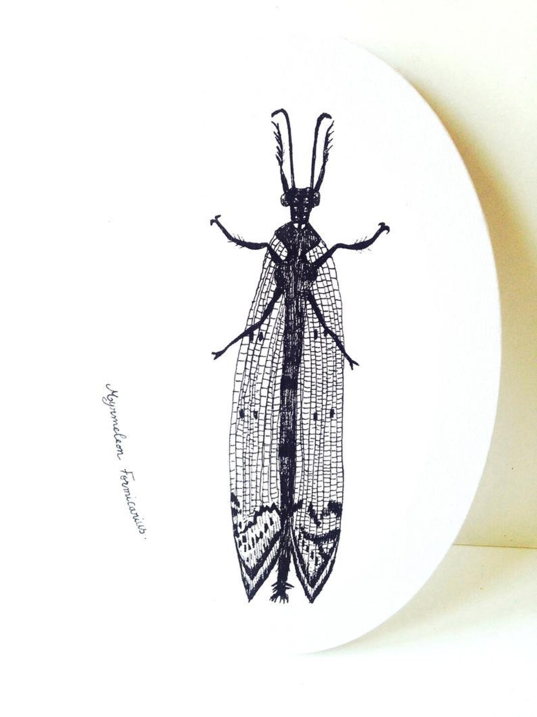 Tableau Ink Drawing Oval Canvas Insect MYRMELEON FORMICARIUS - Etsy