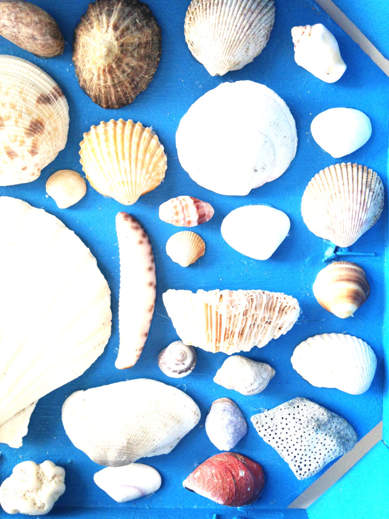 Tableau SHELL Painted Wooden Box and Multiple Shells Une Balade Dans L ...
