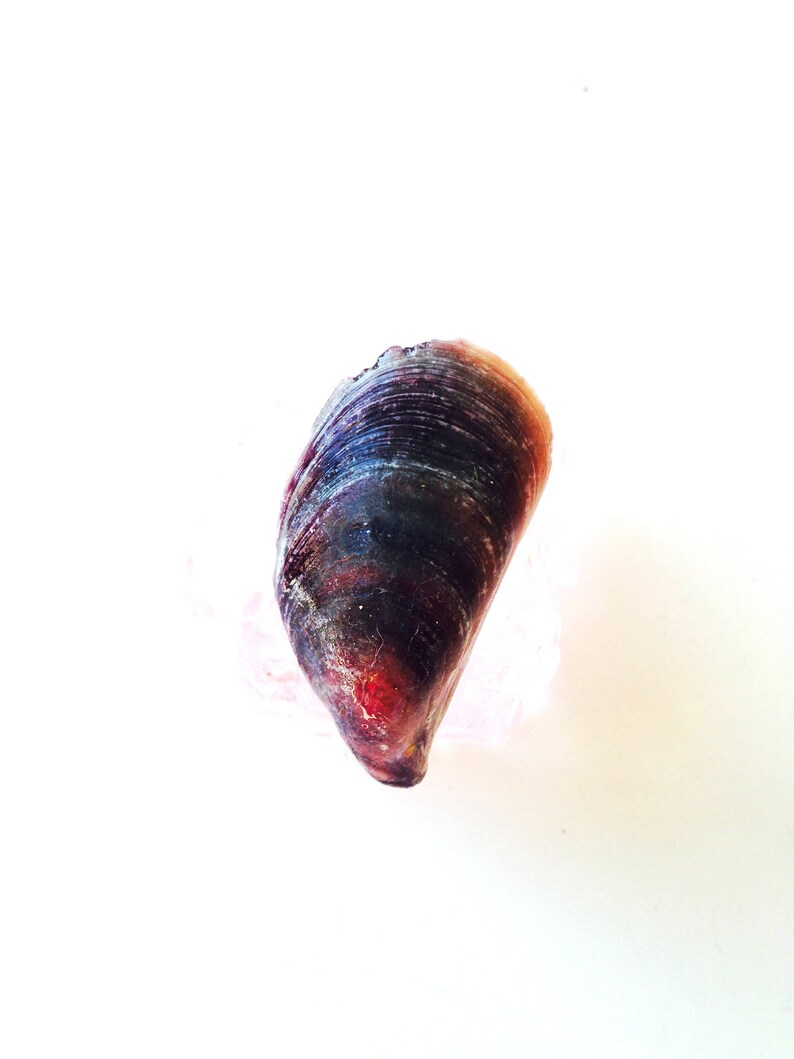 Ring TIDE Little Purple Mussel Shell Silver Colored Band - Etsy