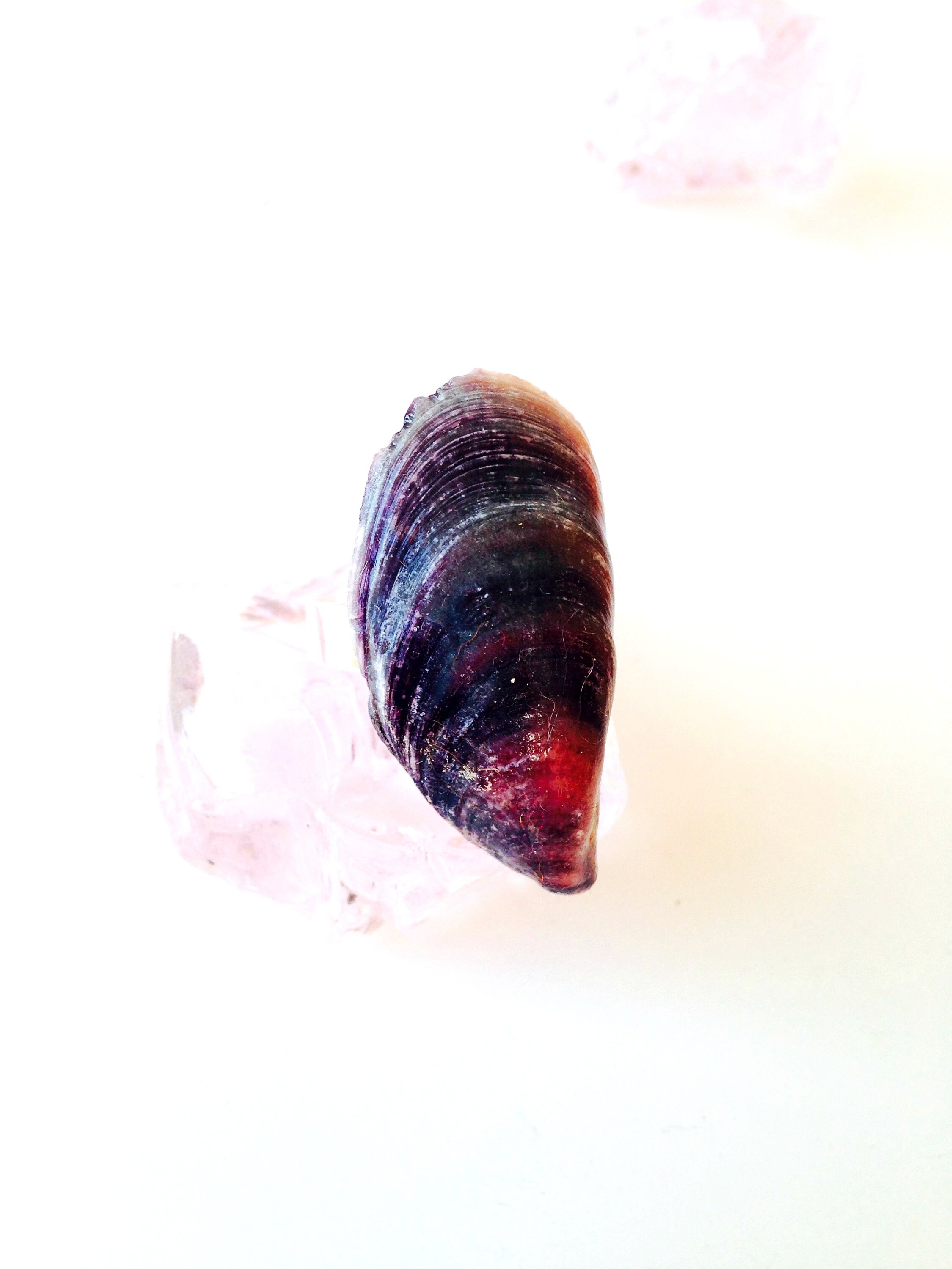 Ring TIDE Little Purple Mussel Shell Silver Colored Band - Etsy