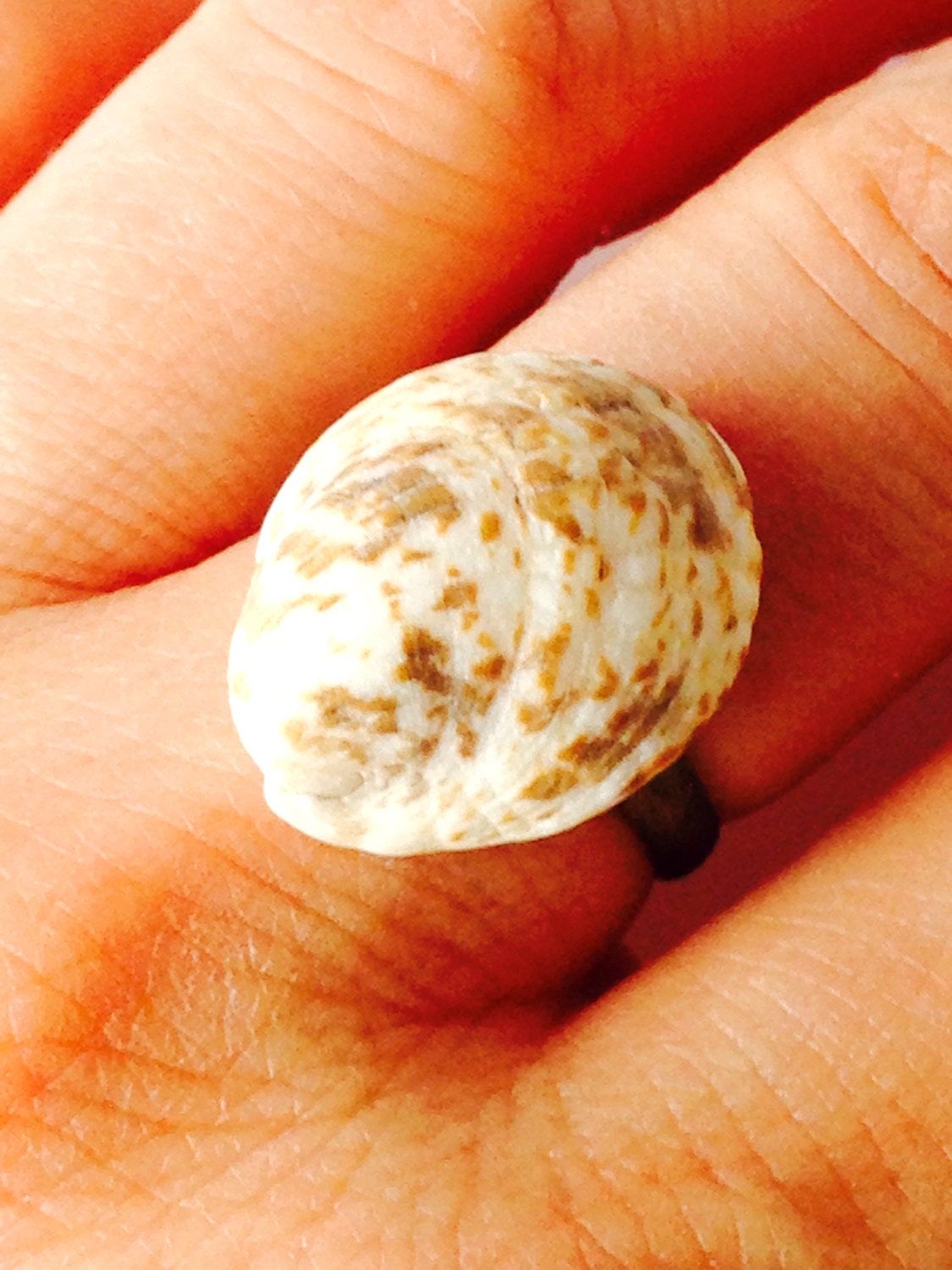 Ring MYSTERY Shell With Tiny Brown Pattern Adjustable Bronze Ring by ...