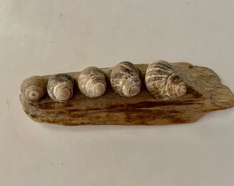 Driftwood and Seashell Fridge Magnet With Hamptons NY Tiger Eye Shells ...