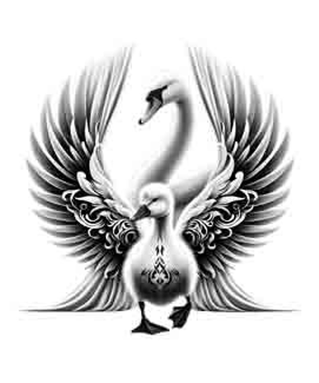 Swan and Cygnet Digital Art PNG, JPEG & SVG Instant Download for ...