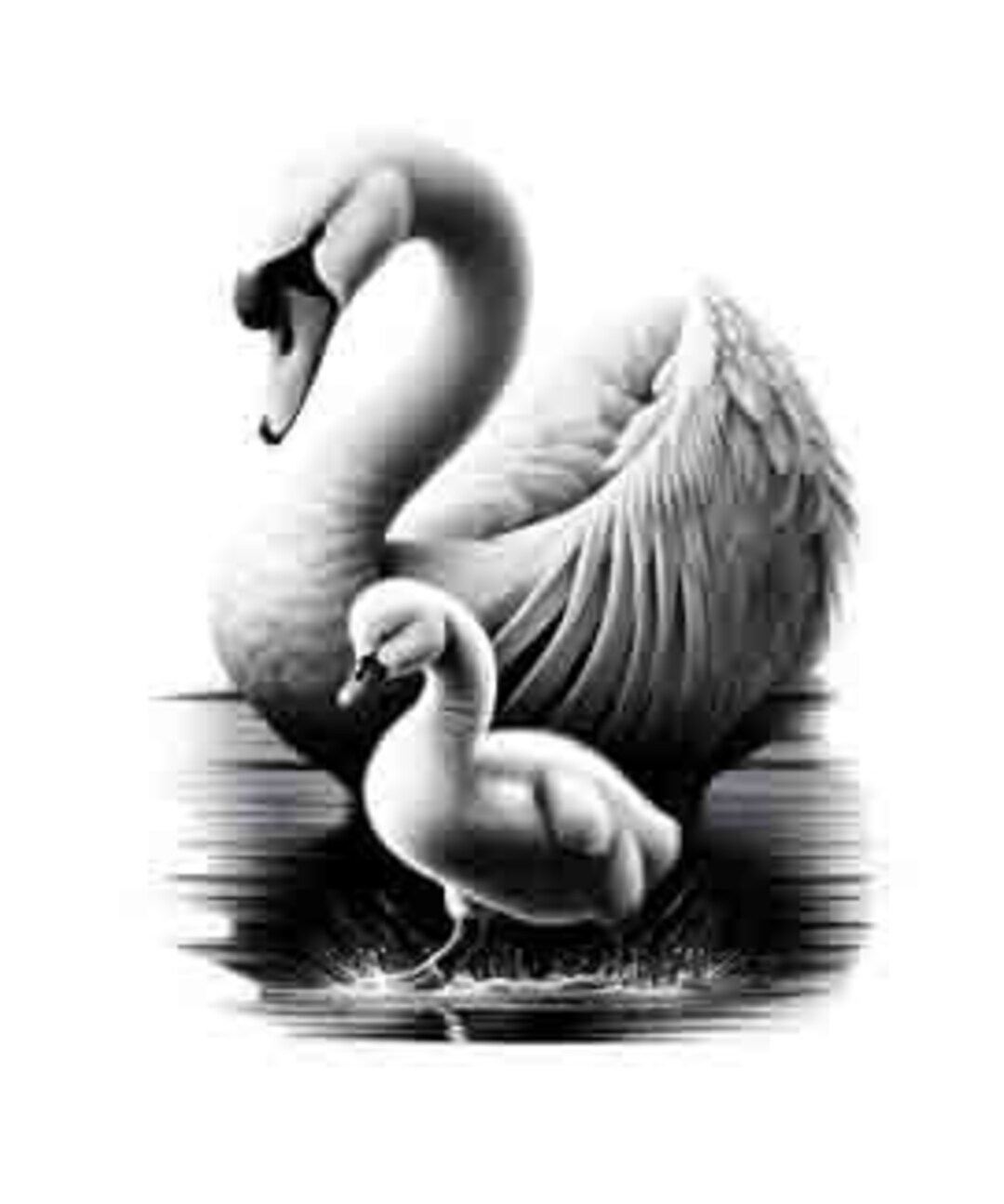 Swan and Cygnet Digital Art PNG, JPEG & SVG Instant Download for ...