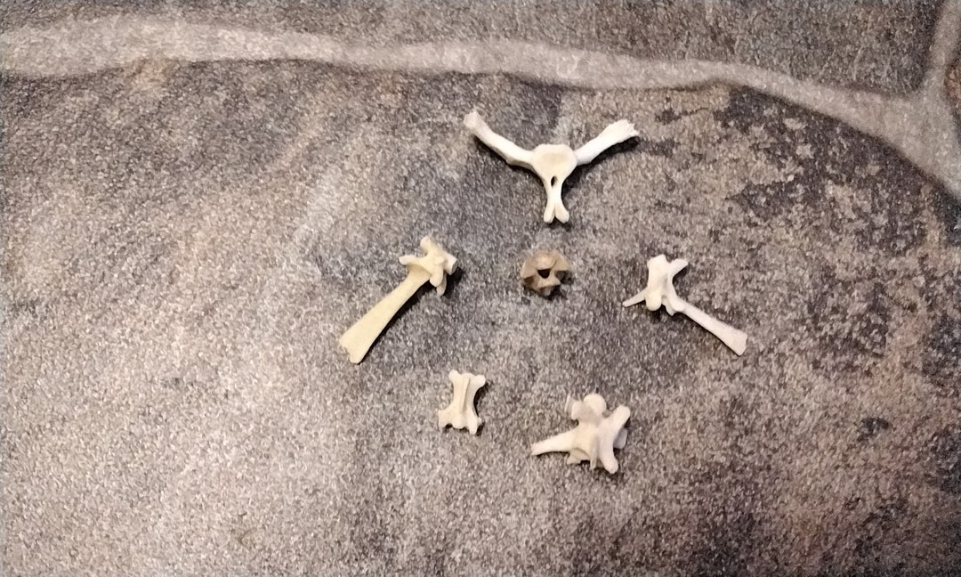 Lizard Vertebrae Bones 6 Assorted From USA - Etsy