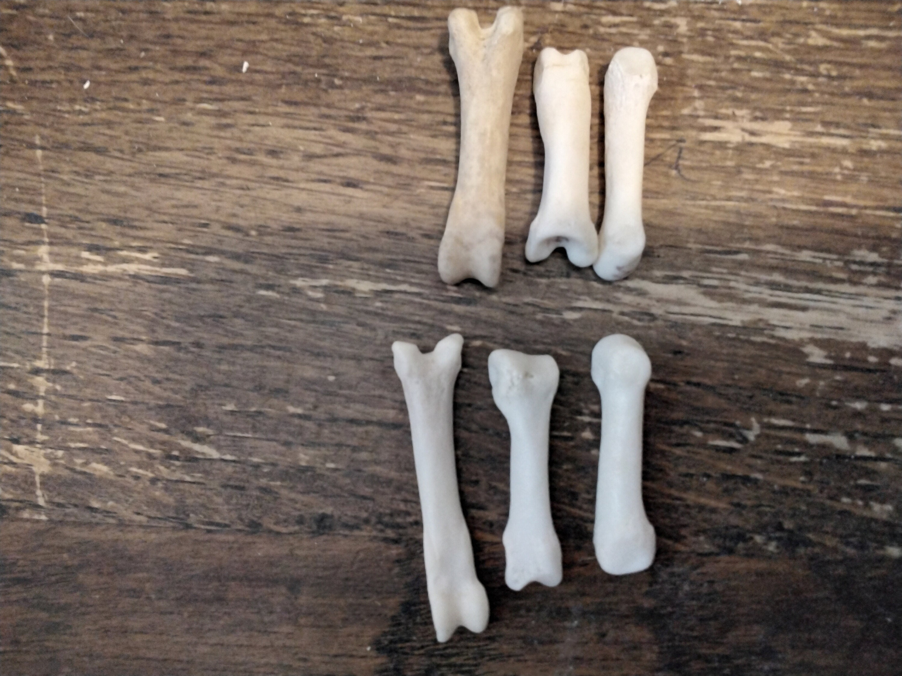 Toe Knuckle Bones For 3 Lot Med | Etsy