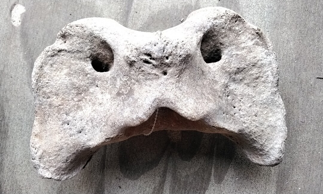 Fossil Bison Neck Altas Bowtie Bone Lot Jumbo A - Etsy