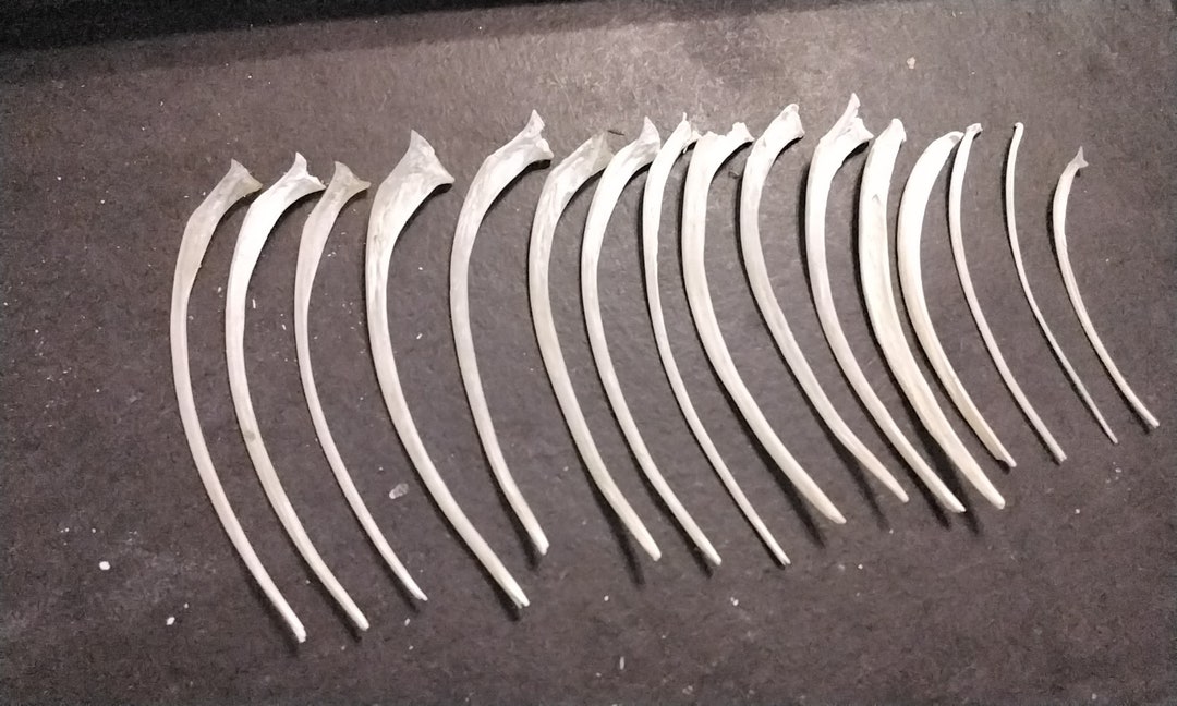 Carp Fish Rib Bones for 4 From Mn USA - Etsy