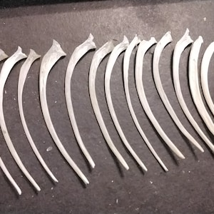 Carp Fish Rib Bones for 4 From Mn USA - Etsy